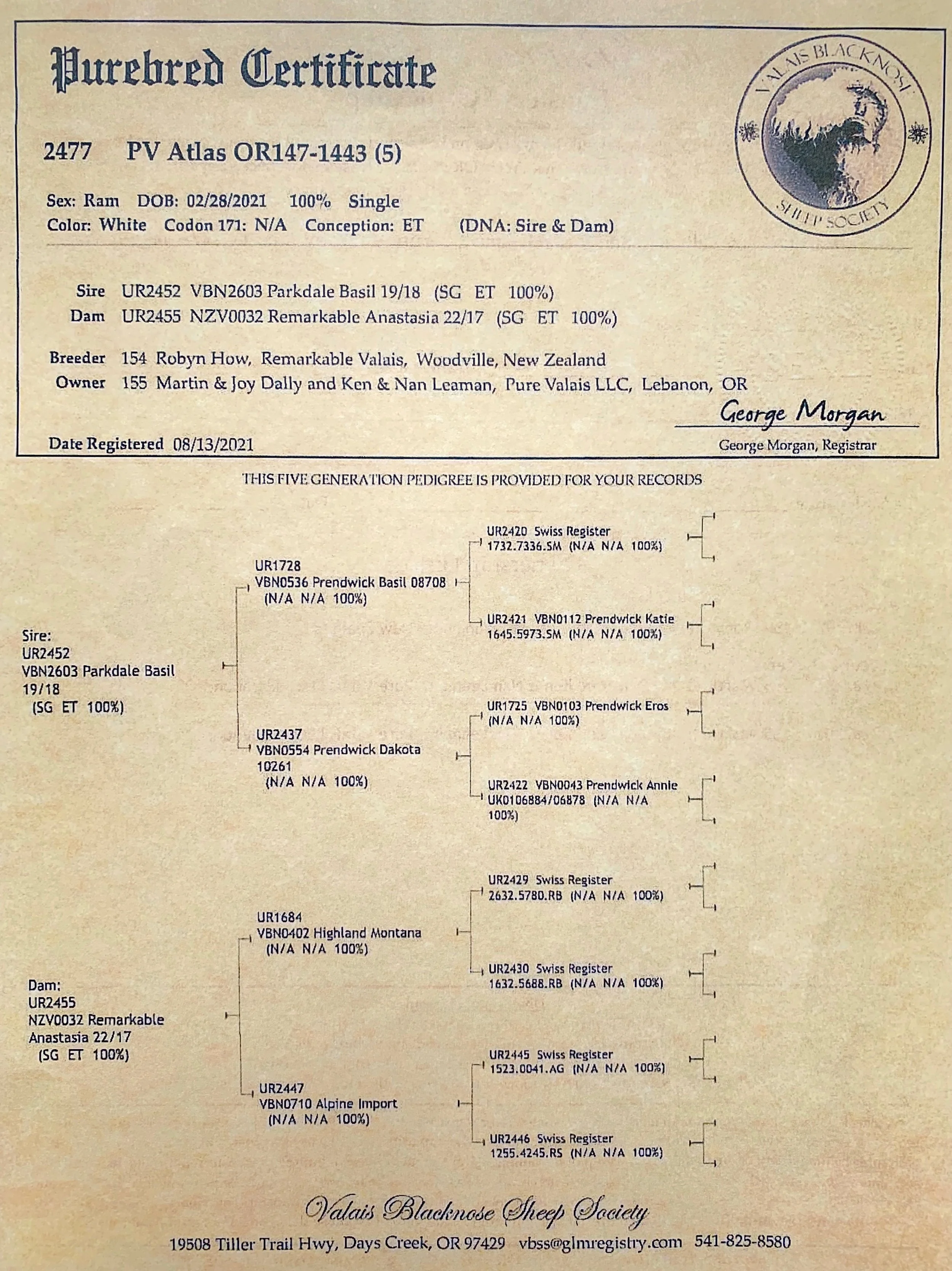 PV Atlas 1443-005 - Ram, 2021 — Pure Valais Blacknose Sheep Breeders in ...