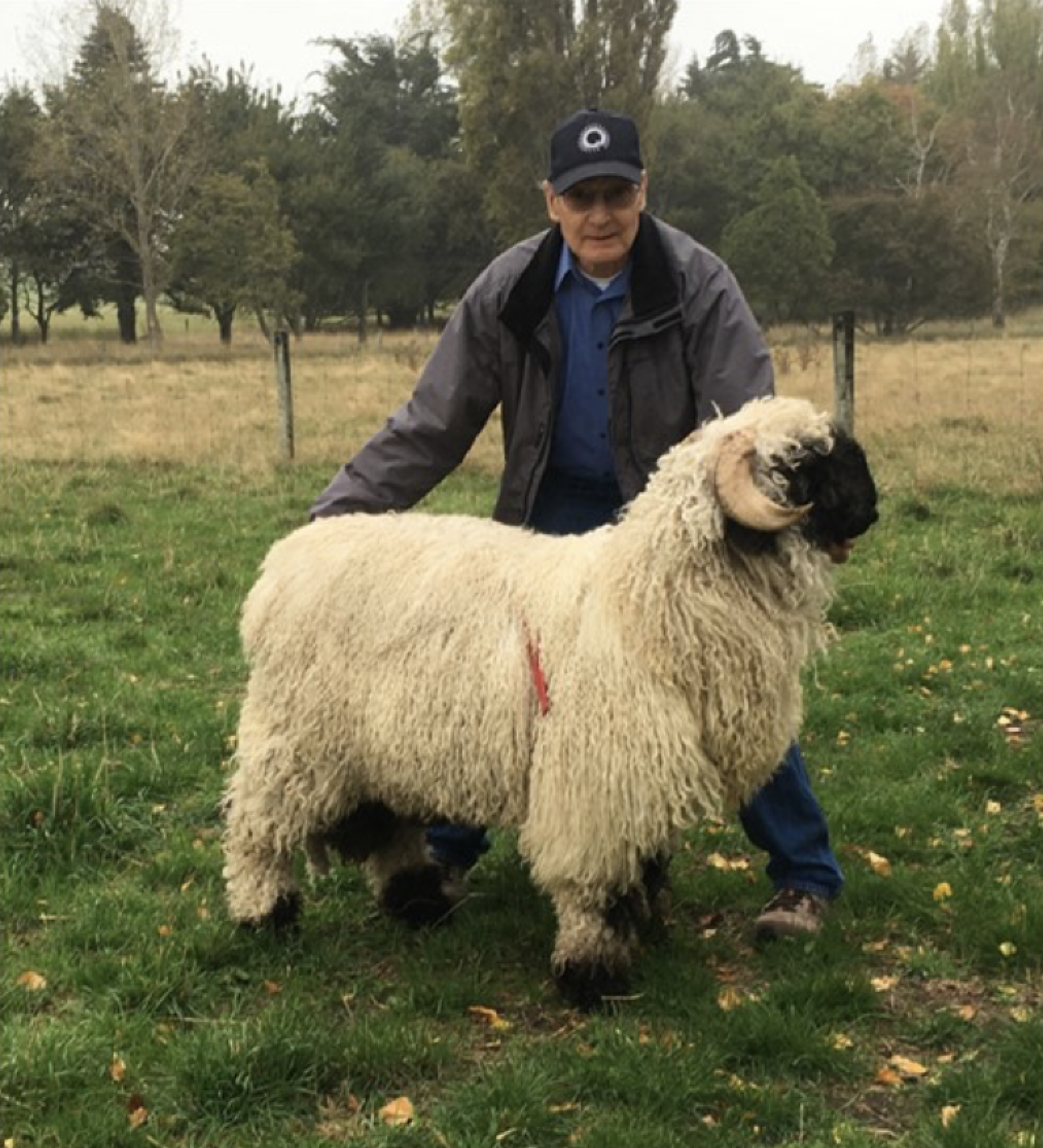 Valais Blacknose Sheep Straws and Embryos - Improving Rare Breed Sheep ...