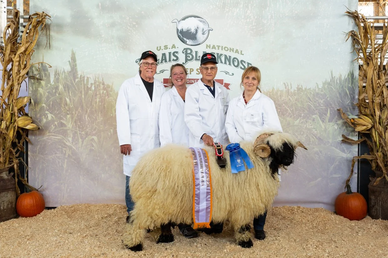 Pure Valais | Purebred Valais Blacknose Sheep For Sale