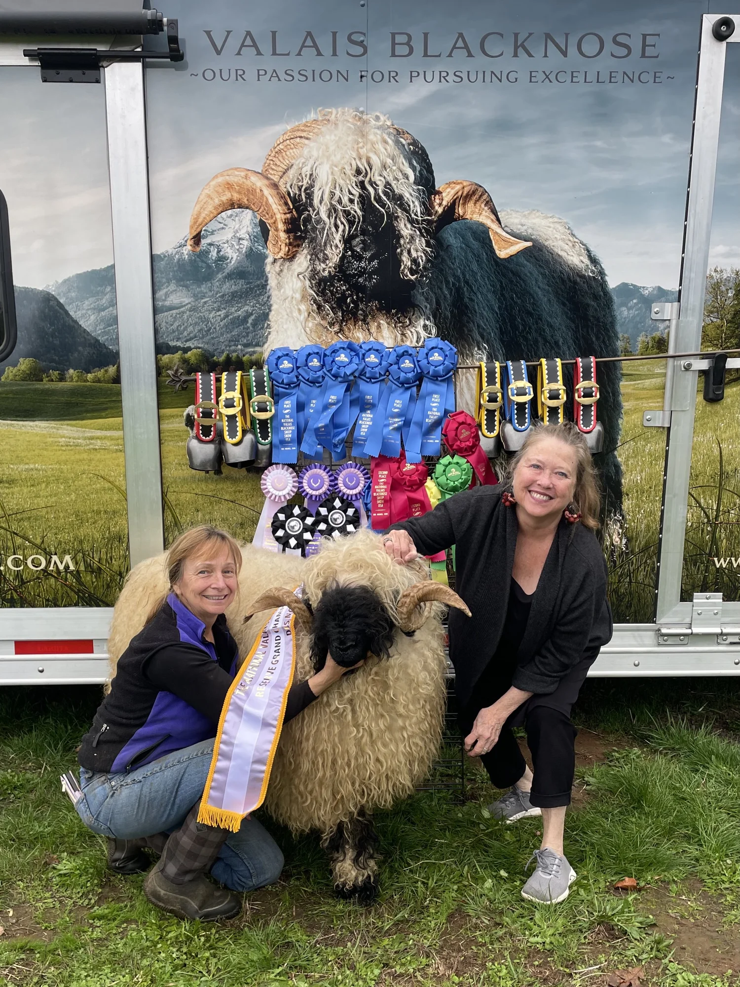 Pure Valais Blacknose Sheep for Sale