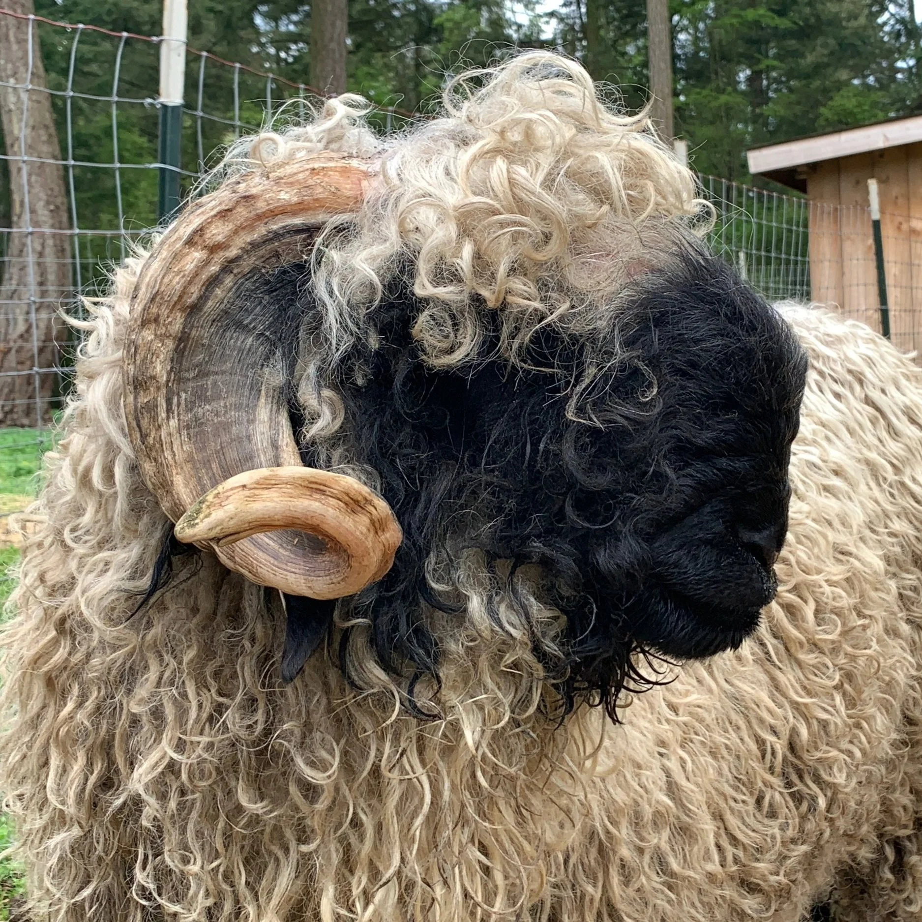 Pure Valais Blacknose Sheep Breeders