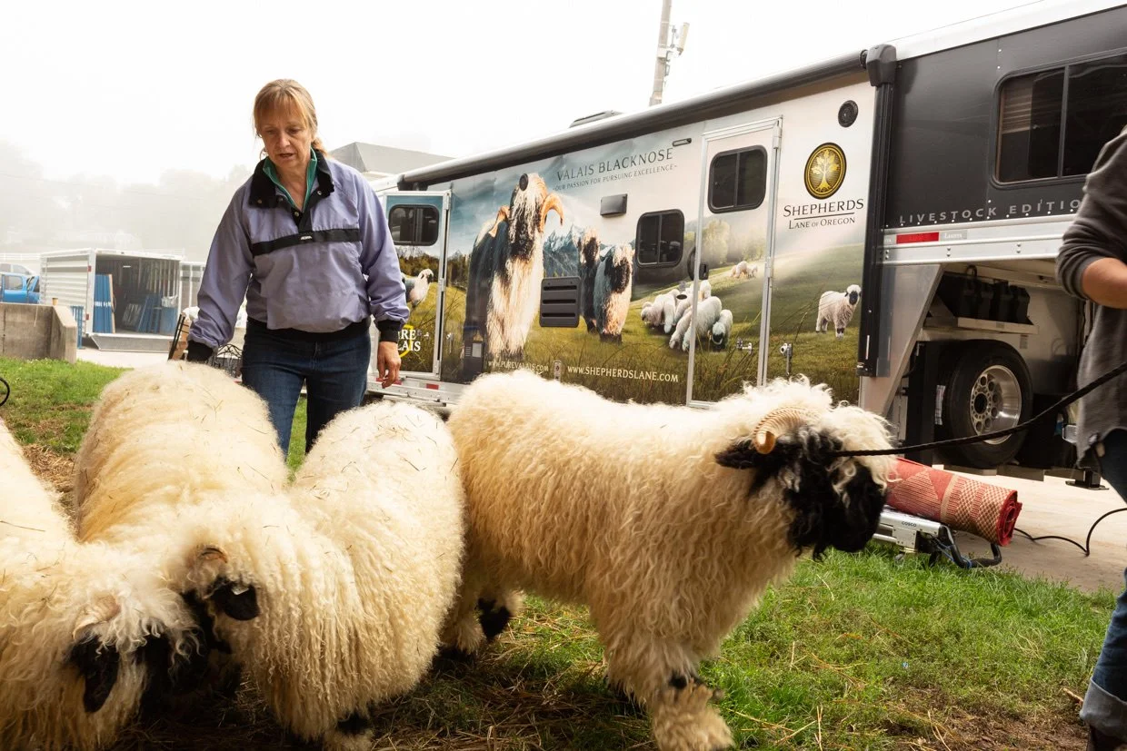 Pure Valais Blacknose Sheep for Sale