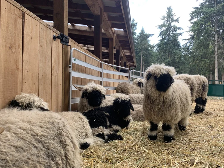PV Clementine 0508-822 - Ewe, 2023 — Pure Valais Blacknose Sheep ...