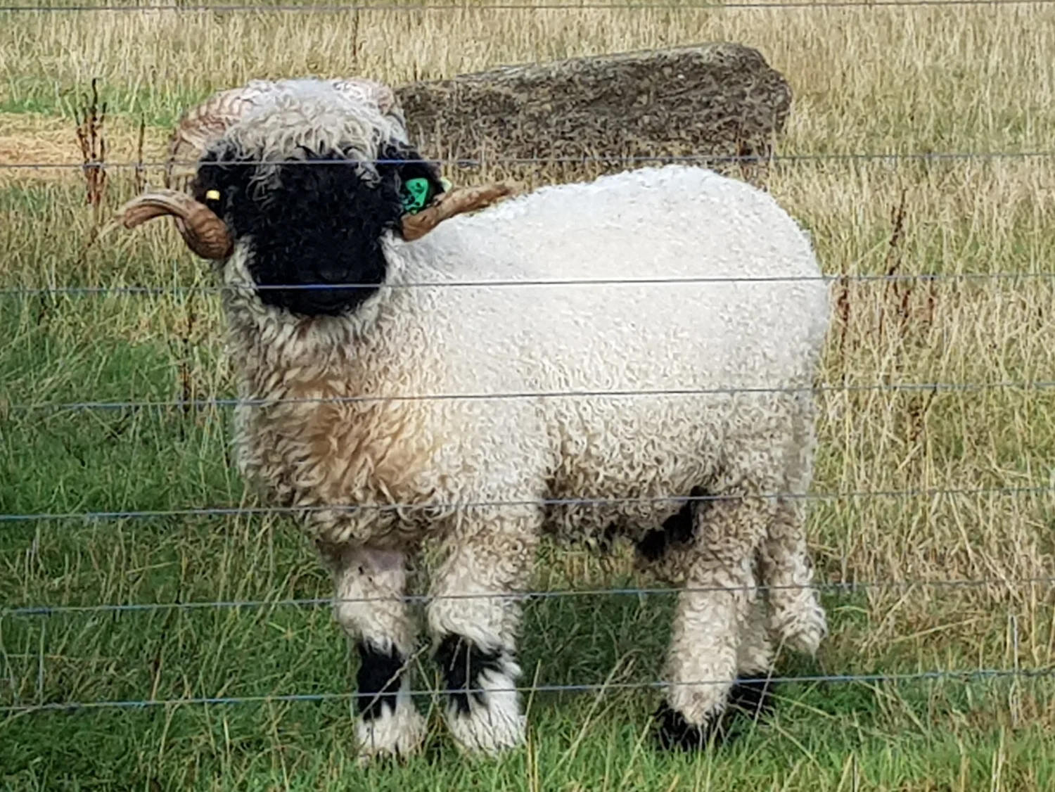 Valais Blacknose Sheep Straws and Embryos - Improving Rare Breed Sheep ...