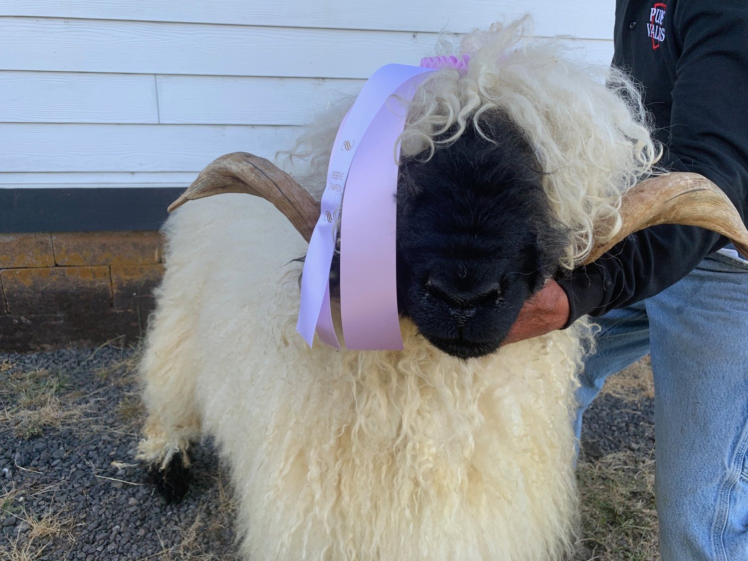 Valais Blacknose Sheep Straws and Embryos - Improving Rare Breed Sheep ...