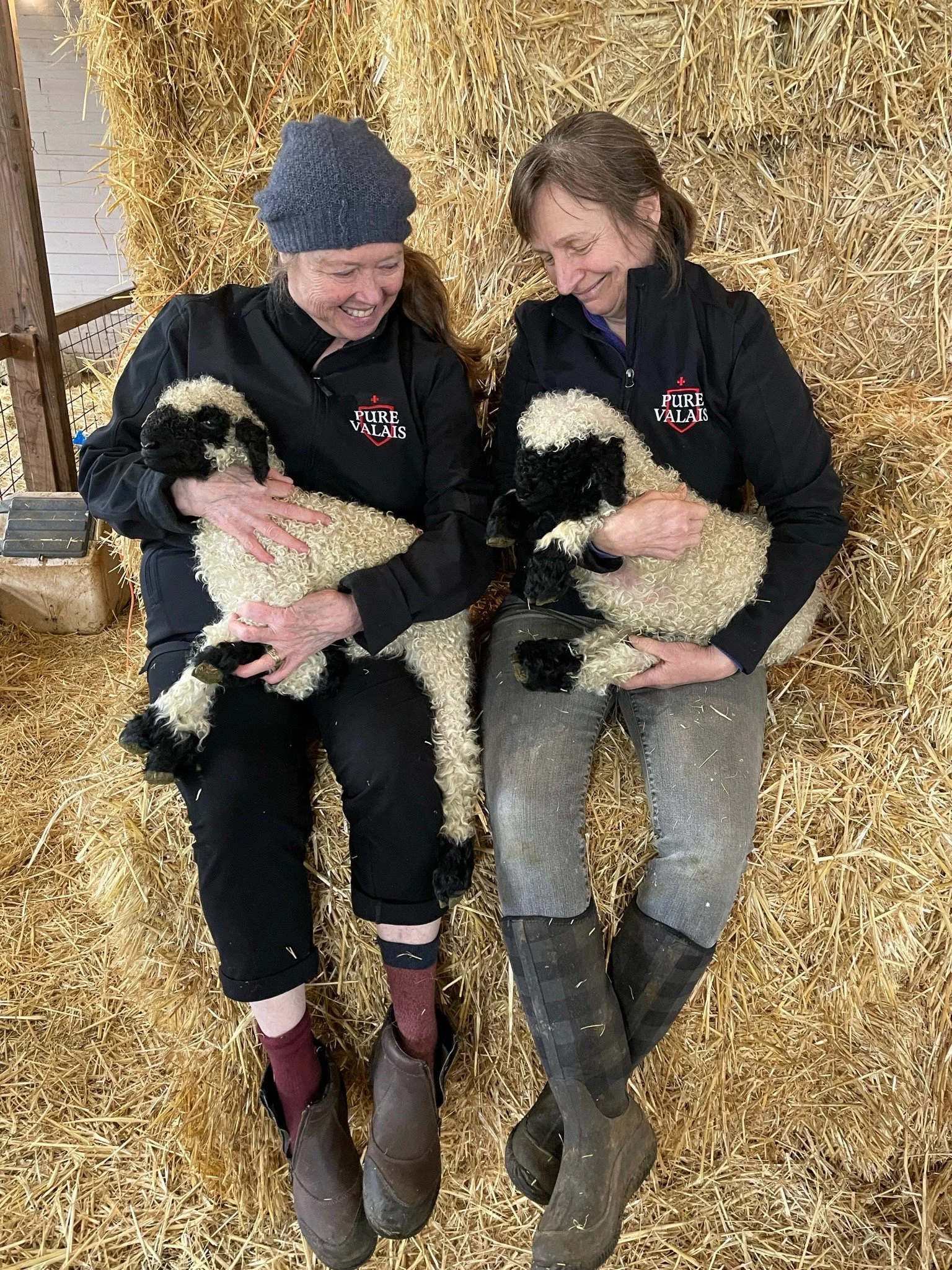 Pure Valais Blacknose Sheep Breeders in the USA