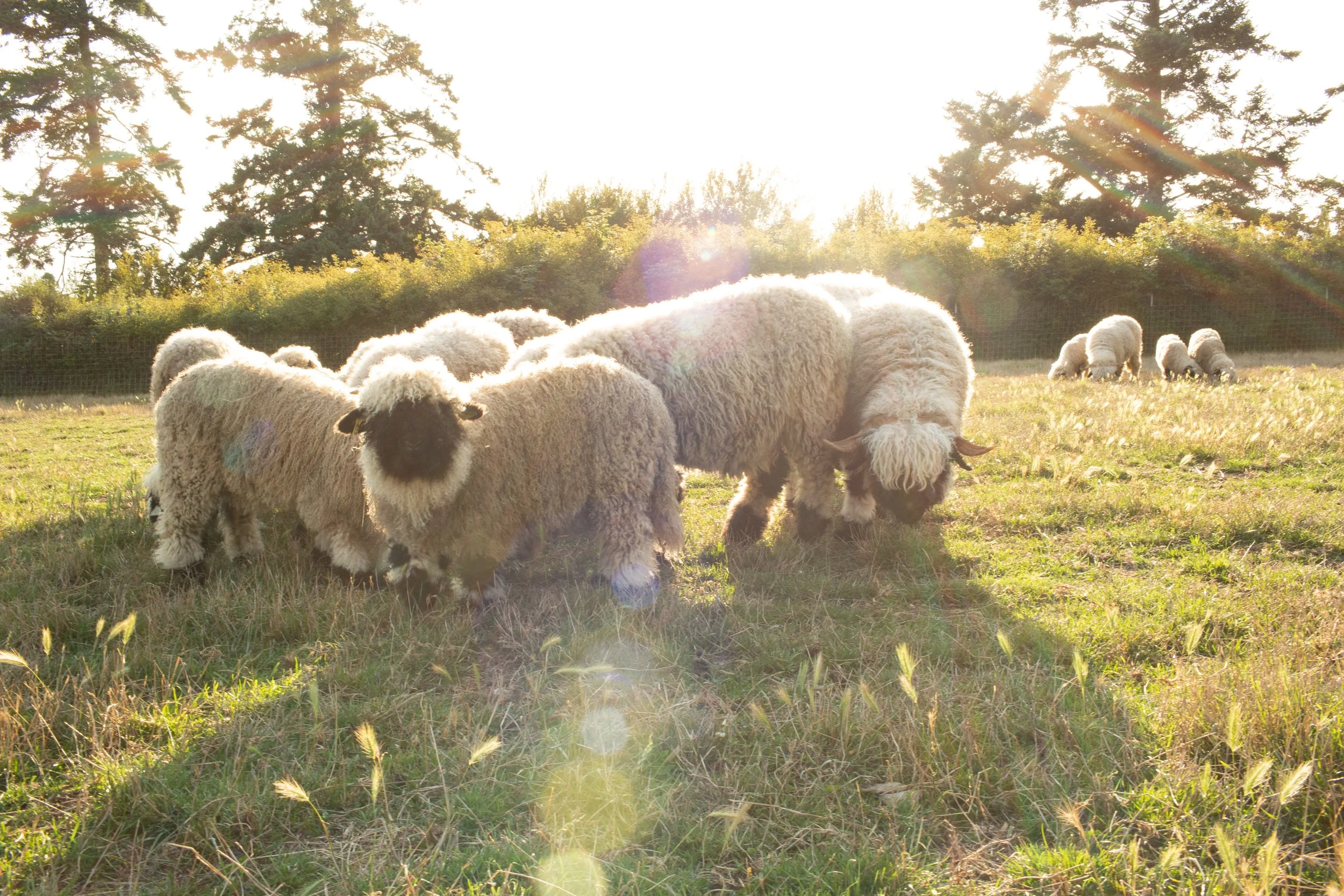 Pure Valais Blacknose Sheep for Sale
