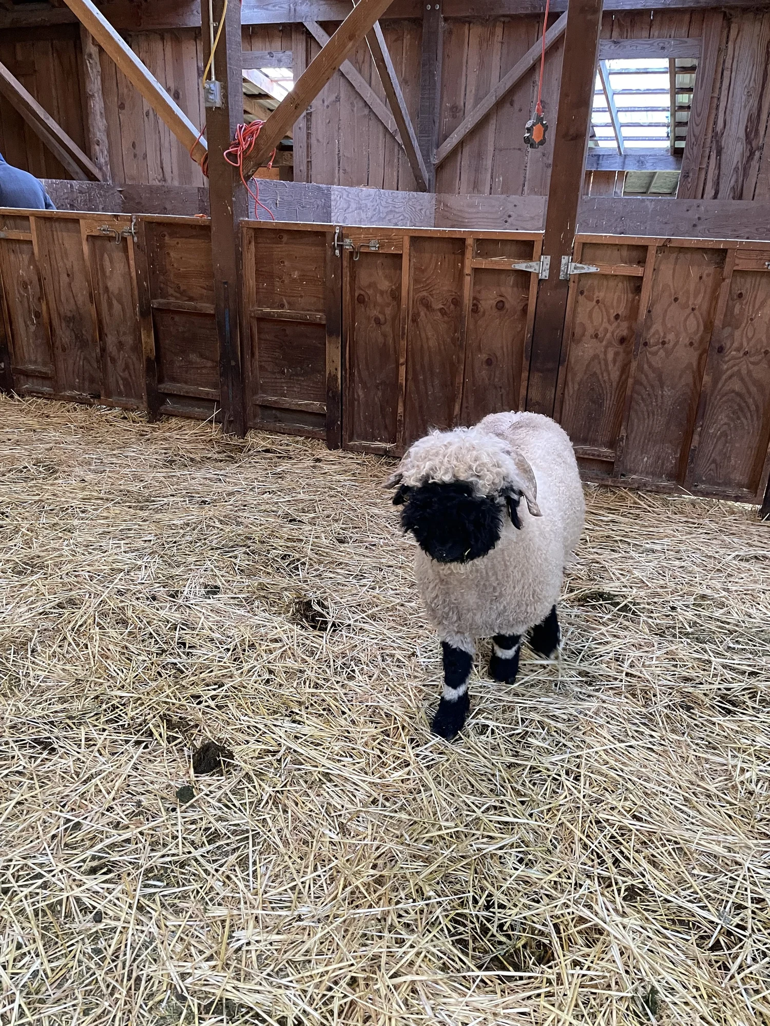 PV Ernesto 0628-841 - Ram, 2025 — Pure Valais Blacknose Sheep Breeders ...