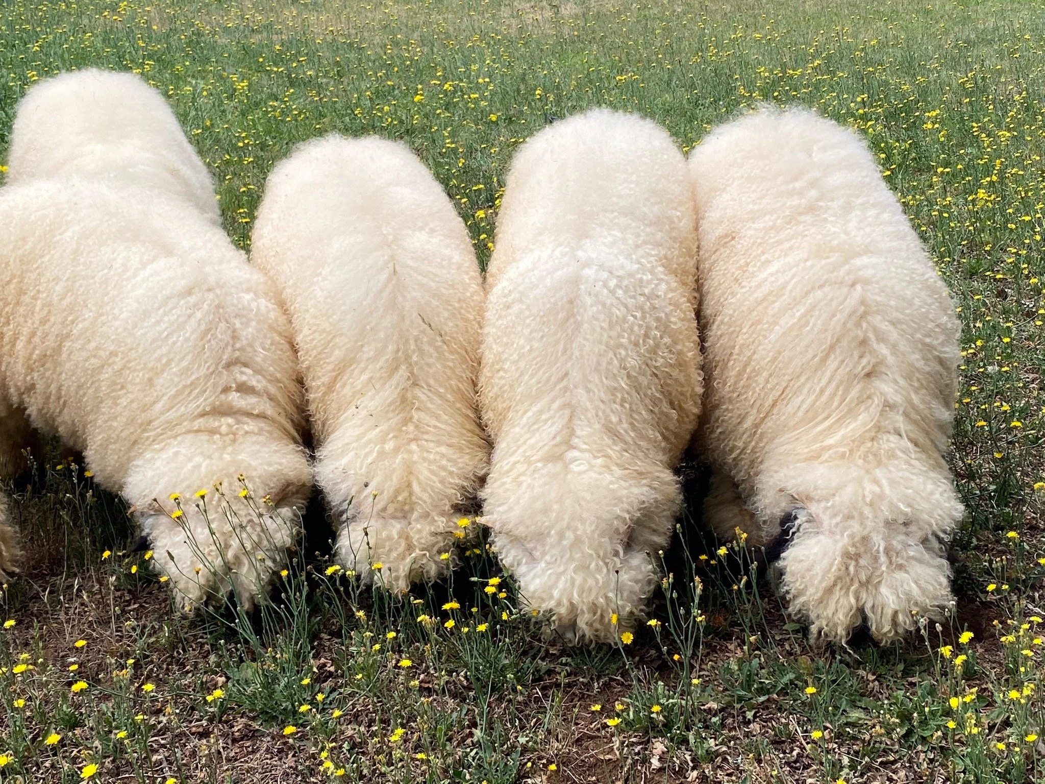 Wool Fiber - Valais Blacknose Sheep — Pure Valais Blacknose Sheep ...