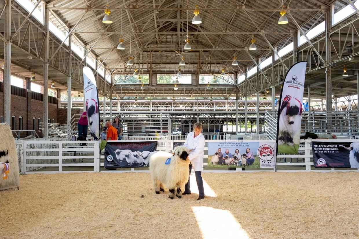 Pure Valais Blacknose Sheep for Sale