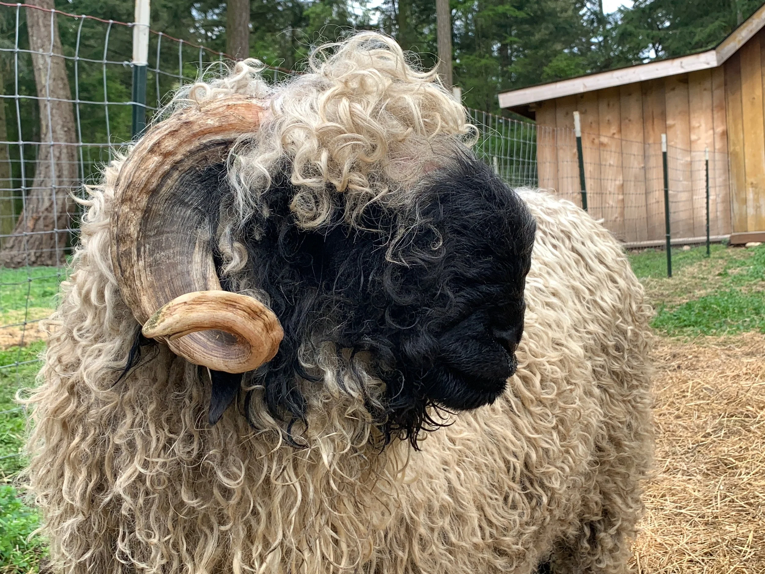 Straws & Embryos — Pure Valais Blacknose Sheep Breeders in the USA