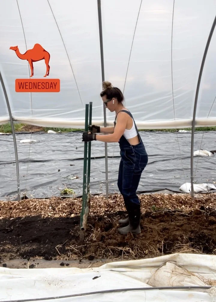 www.yonderyearfarm.com