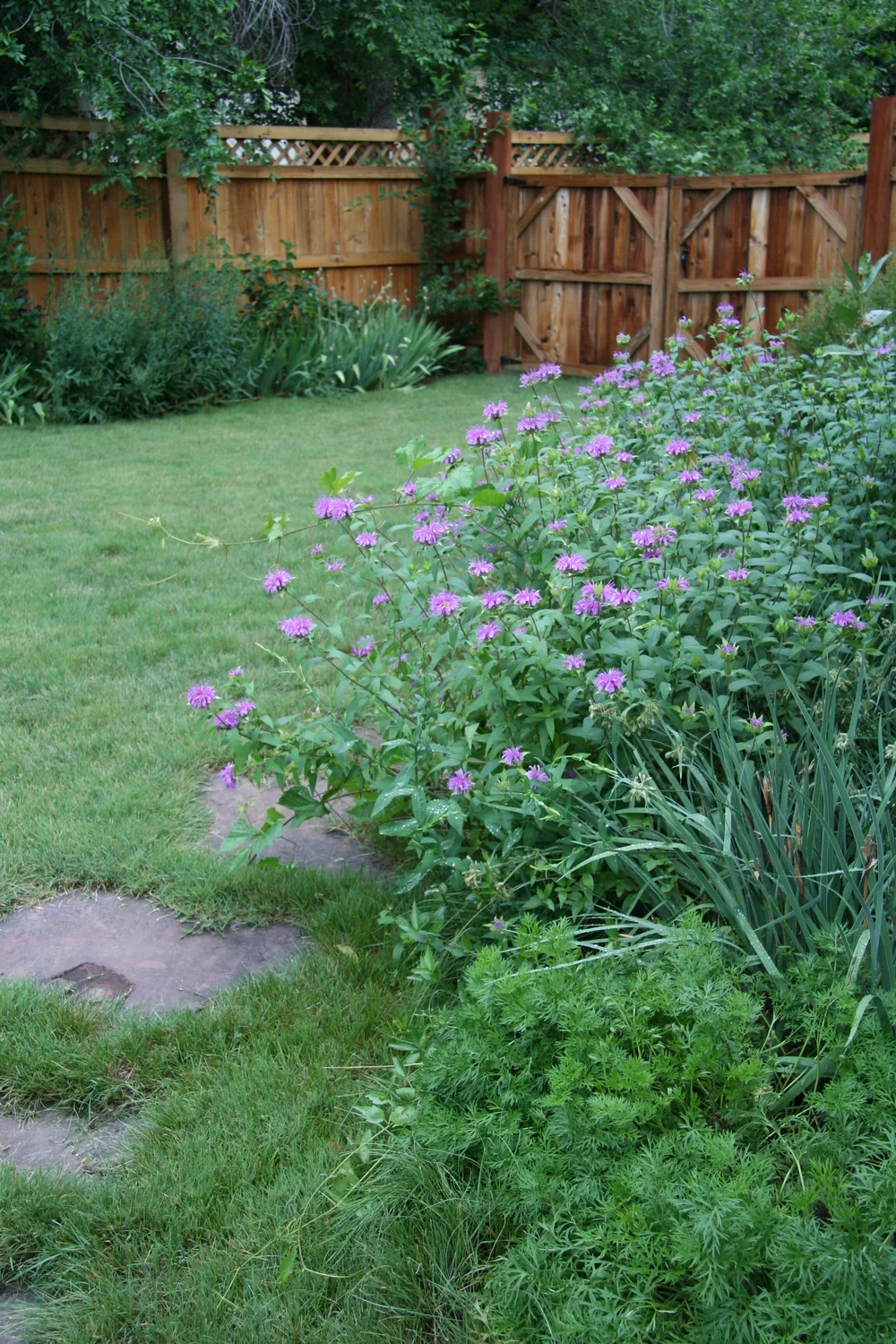 Photo Gallery of Native Plants in Dave Sutherland's Home Xeriscape ...