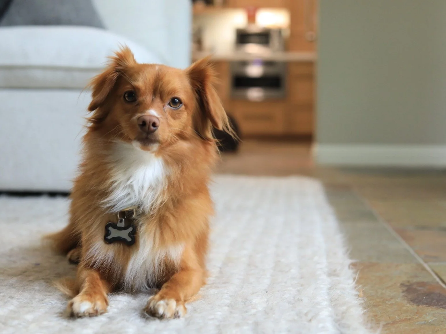 K9 University | Dog Training