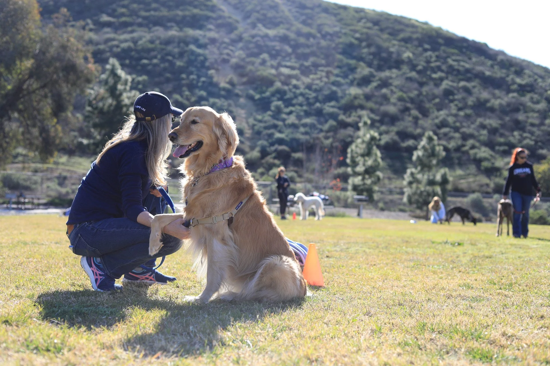 K9 University | Dog Training