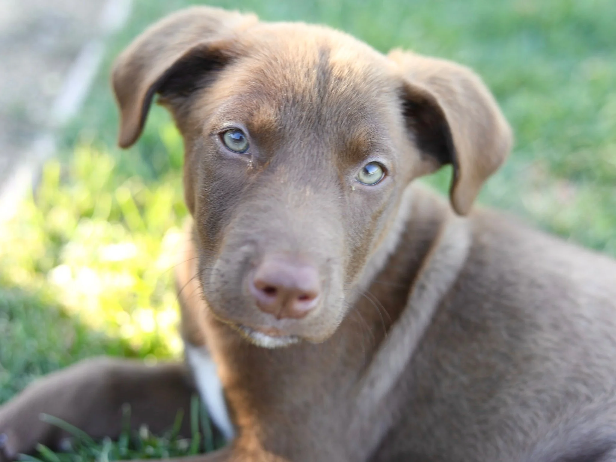 K9 University | Dog Training