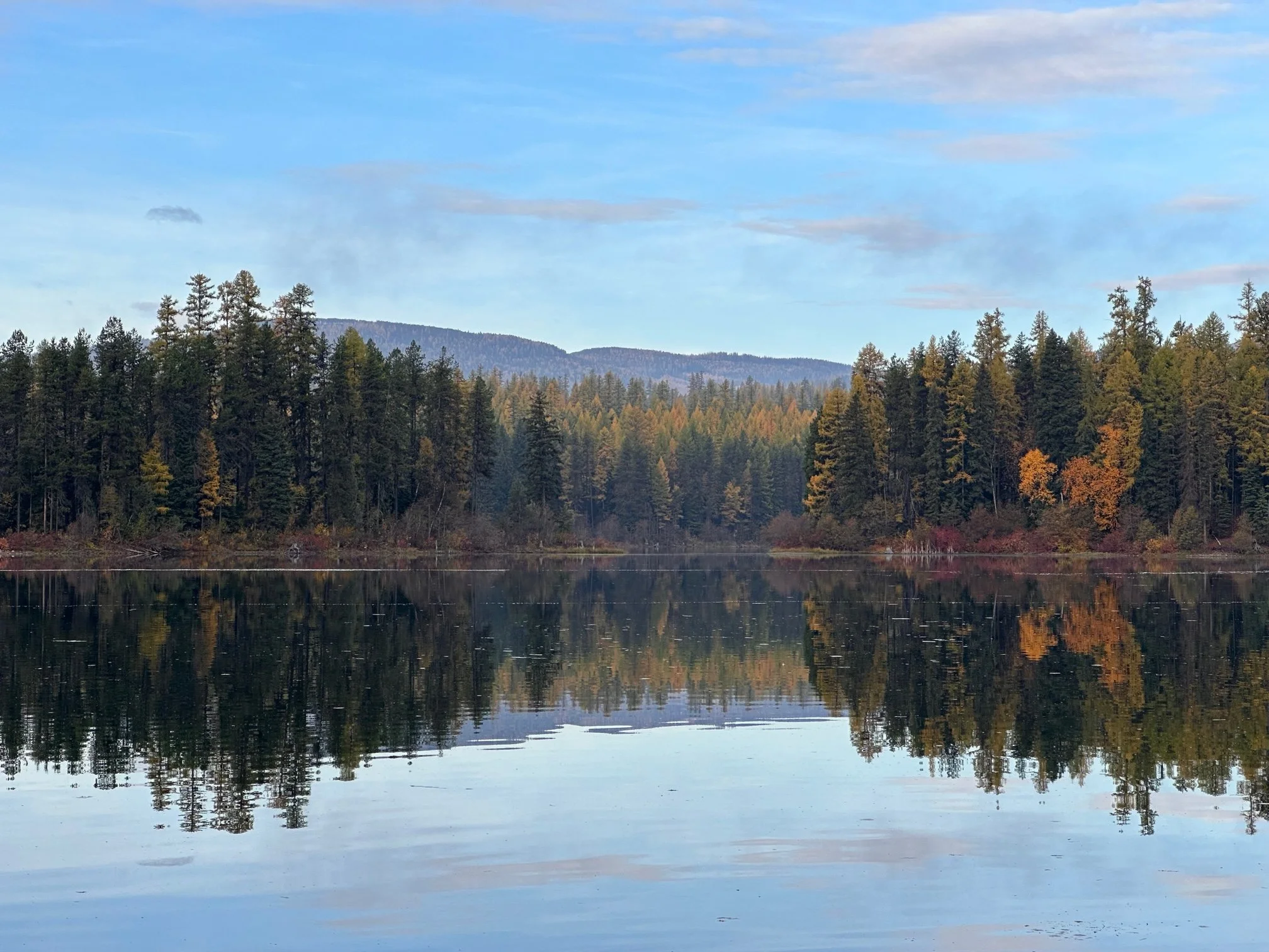 upcoming — Freestone