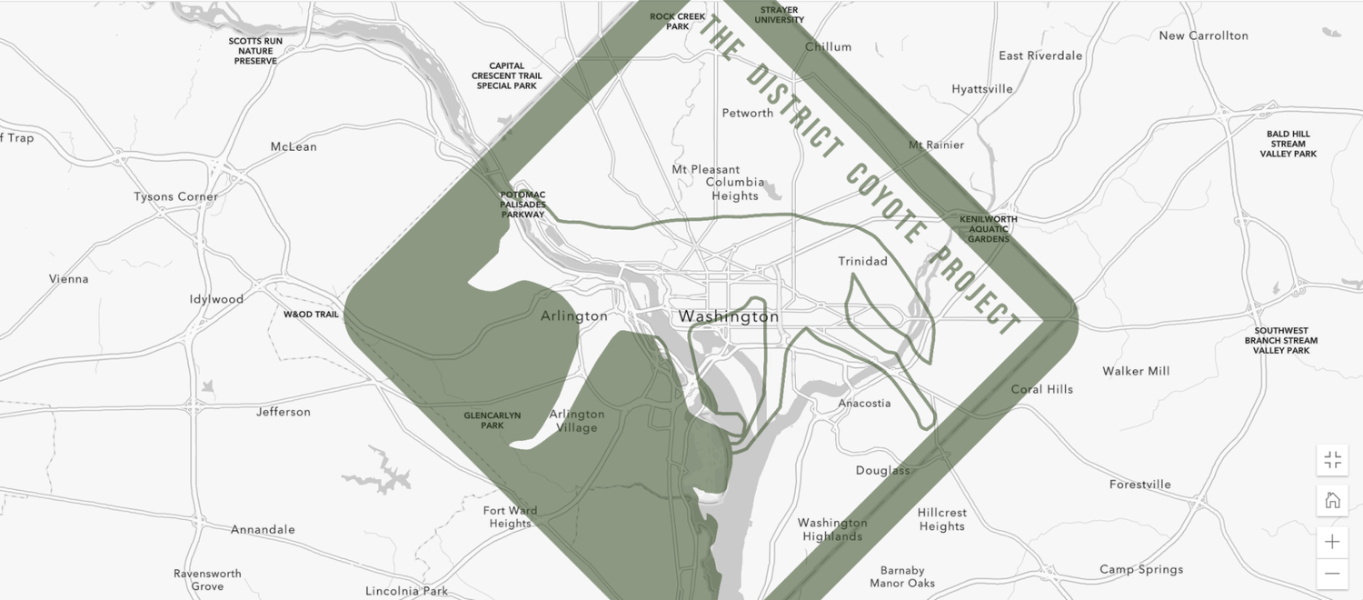 Coyote or Fox — The District Coyote Project