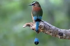 Maya Facts: The Maya Legend of the ‘Clock Bird’ — Na'atik Language ...