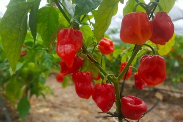 The Mexican-Maya Pantry - Part One: Chiles — Na'atik Language & Culture ...