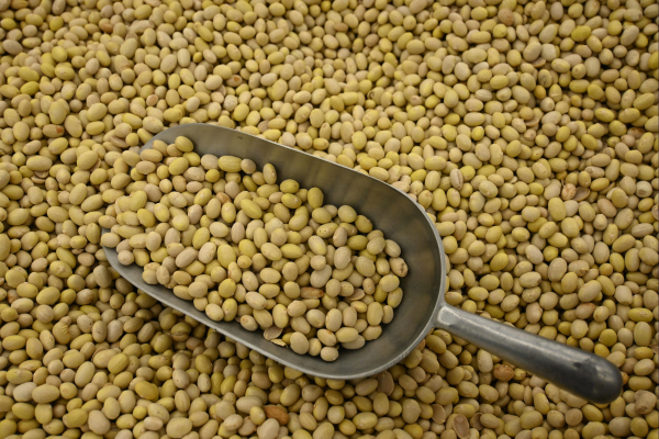 The Mexican-Maya Pantry: Part Seven Beans and Rice — Na'atik Language ...