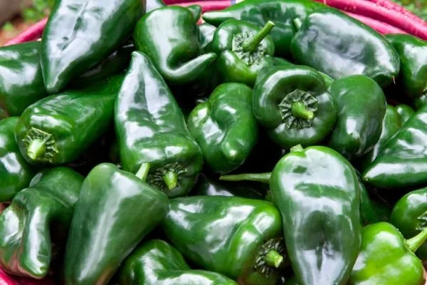 The Mexican-Maya Pantry - Part One: Chiles — Na'atik Language & Culture ...