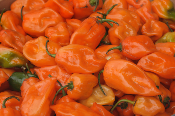 The Mexican-Maya Pantry: Part Eight - Condiments & Prepared Salsas — Na ...