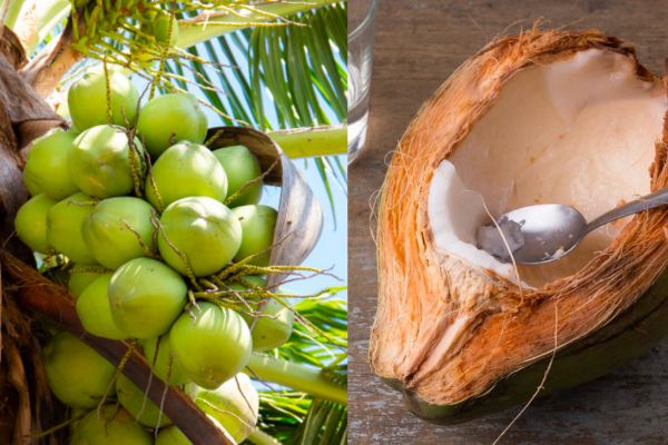 The Mexican-Maya Pantry: Part Five - Fruit and Vegetables — Na'atik ...