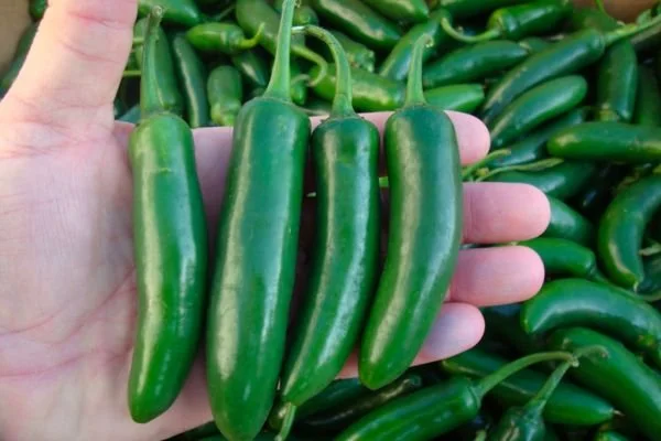 The Mexican-Maya Pantry - Part One: Chiles — Na'atik Language & Culture ...