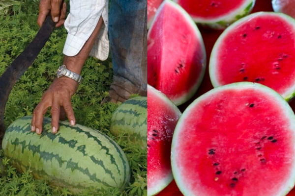 The Mexican-Maya Pantry: Part Five - Fruit and Vegetables — Na'atik ...