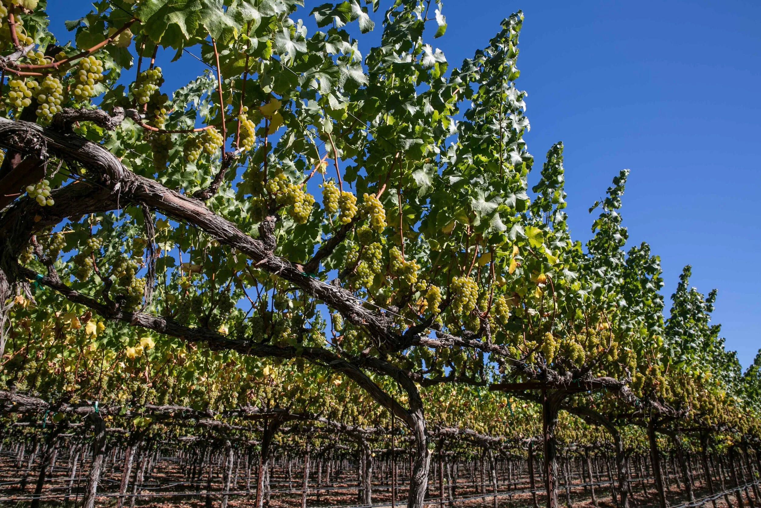 Vineyards — Dutton Ranch