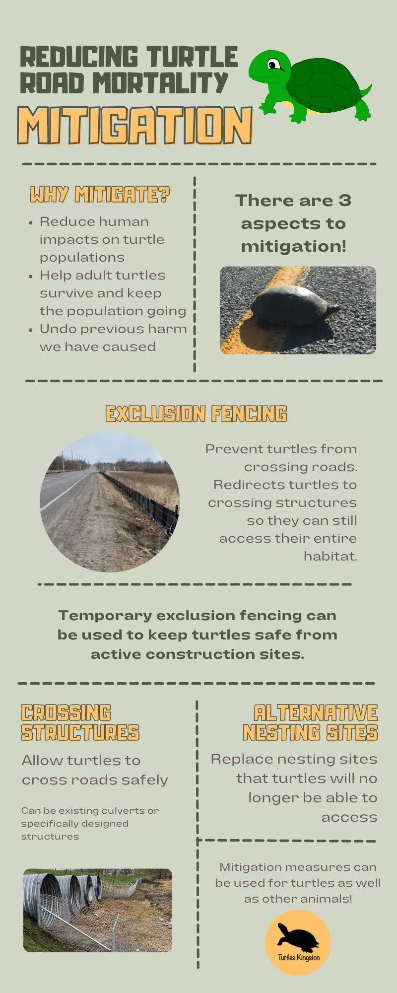 Road Mitigation - Protecting turtles from cars — Turtles Kingston