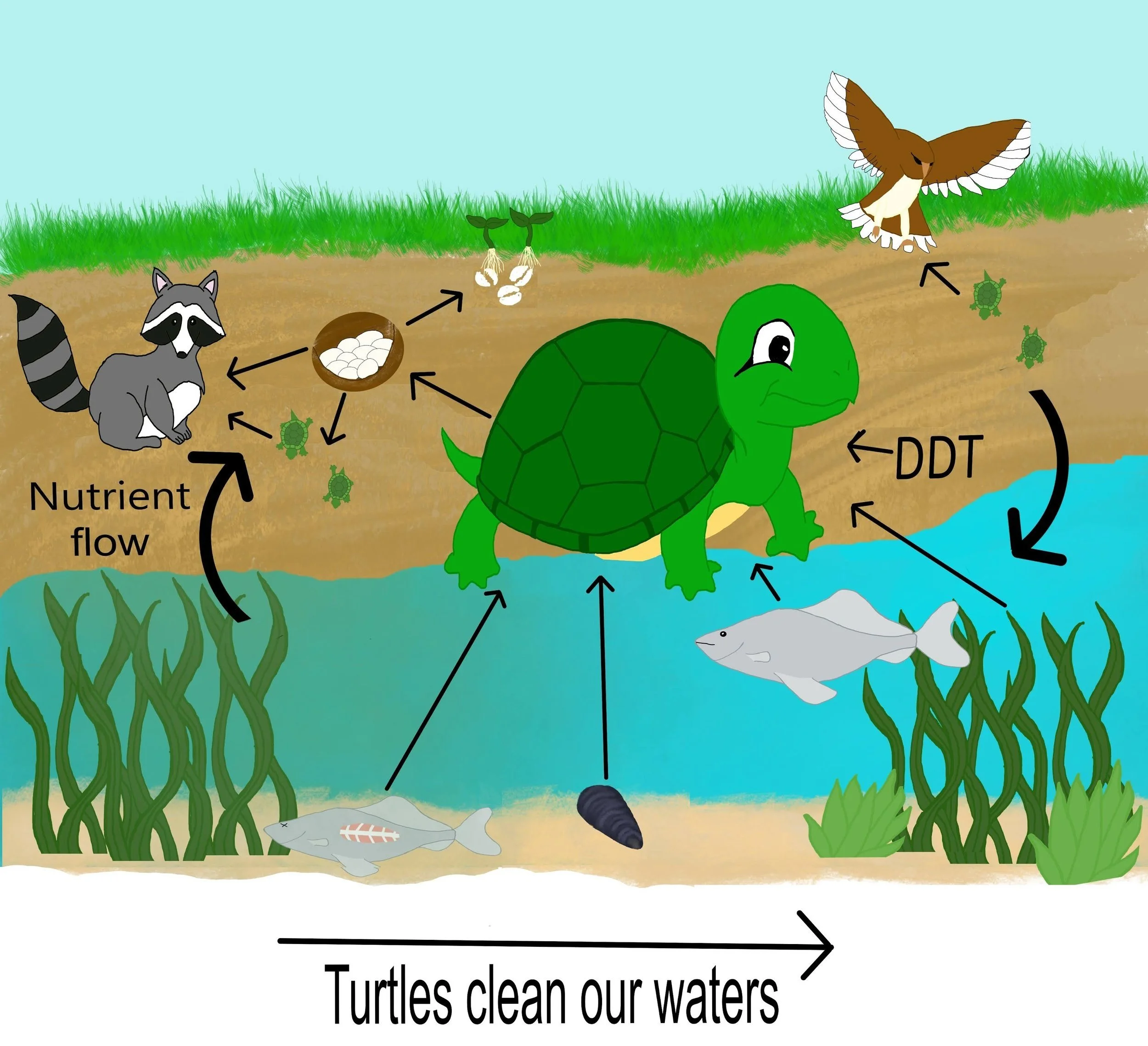 Why Turtles Matter — Turtles Kingston