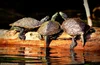 Why do turtles bask? It’s more than to just stay warm — Turtles Kingston