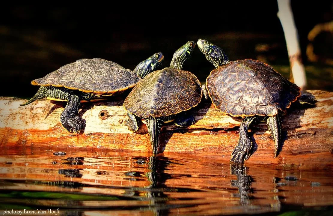 Why do turtles bask? It’s more than to just stay warm — Turtles Kingston