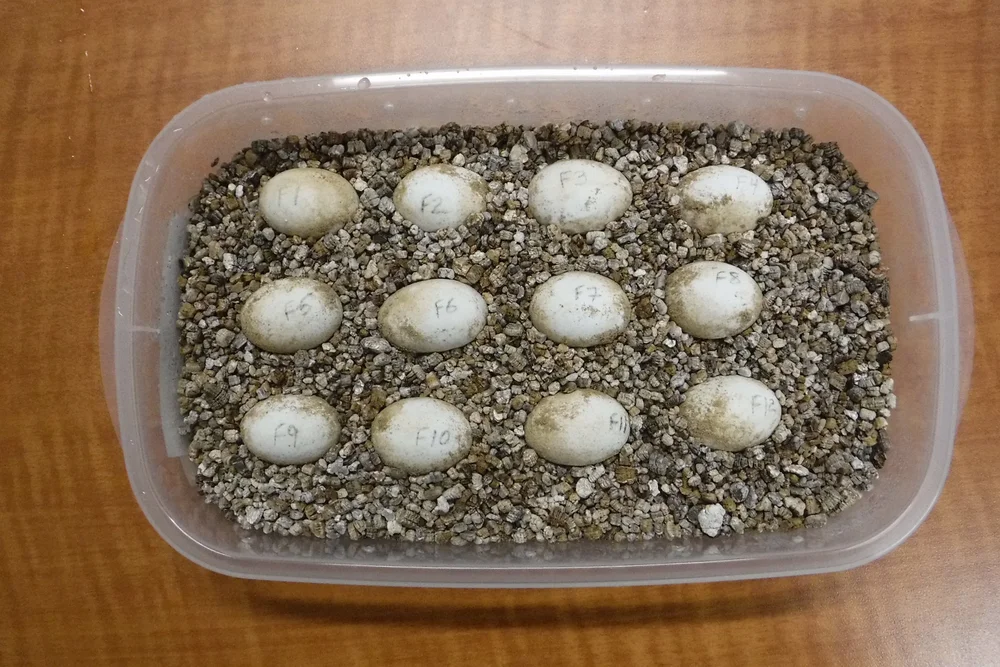 Turtle Eggs! — Turtles Kingston