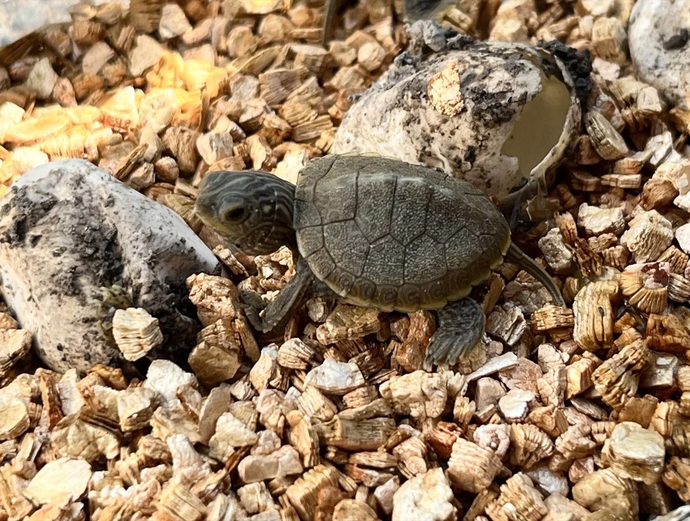 How is Climate Change Impacting Turtles — Turtles Kingston