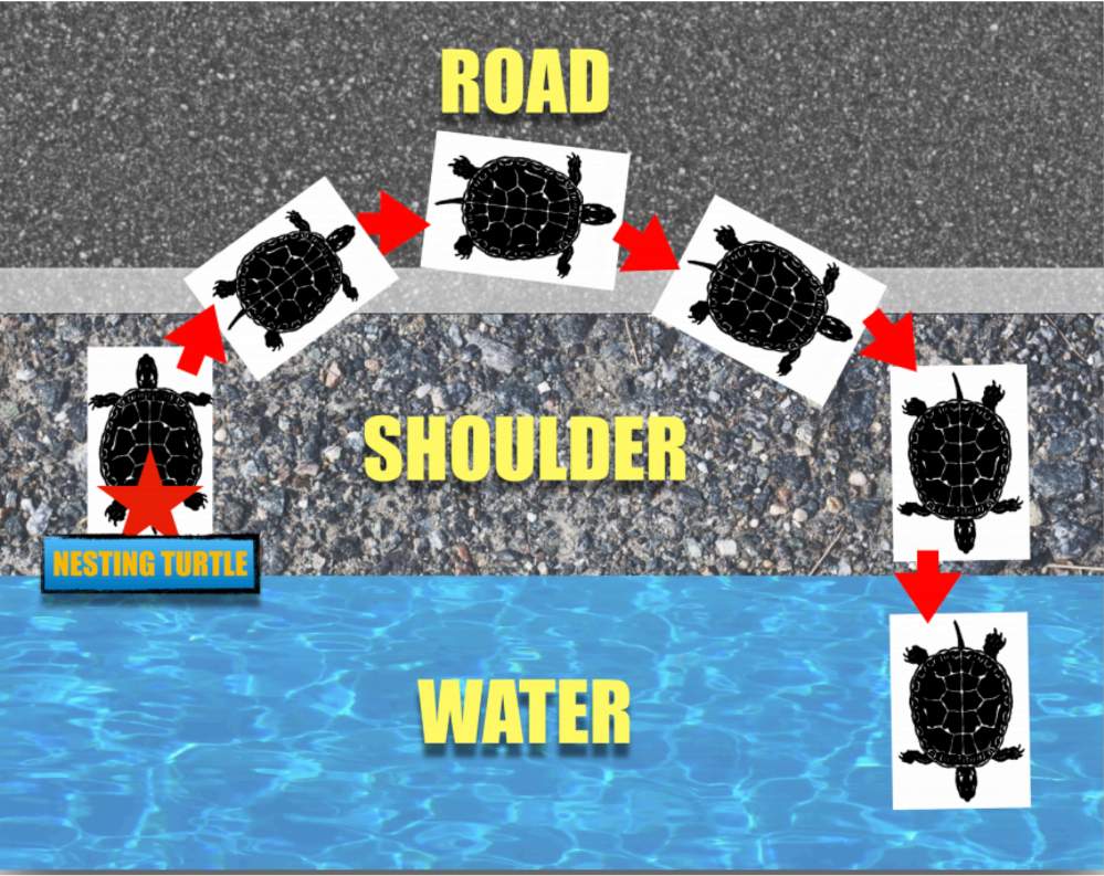 Everything you need to know about protecting turtle nests — Turtles ...