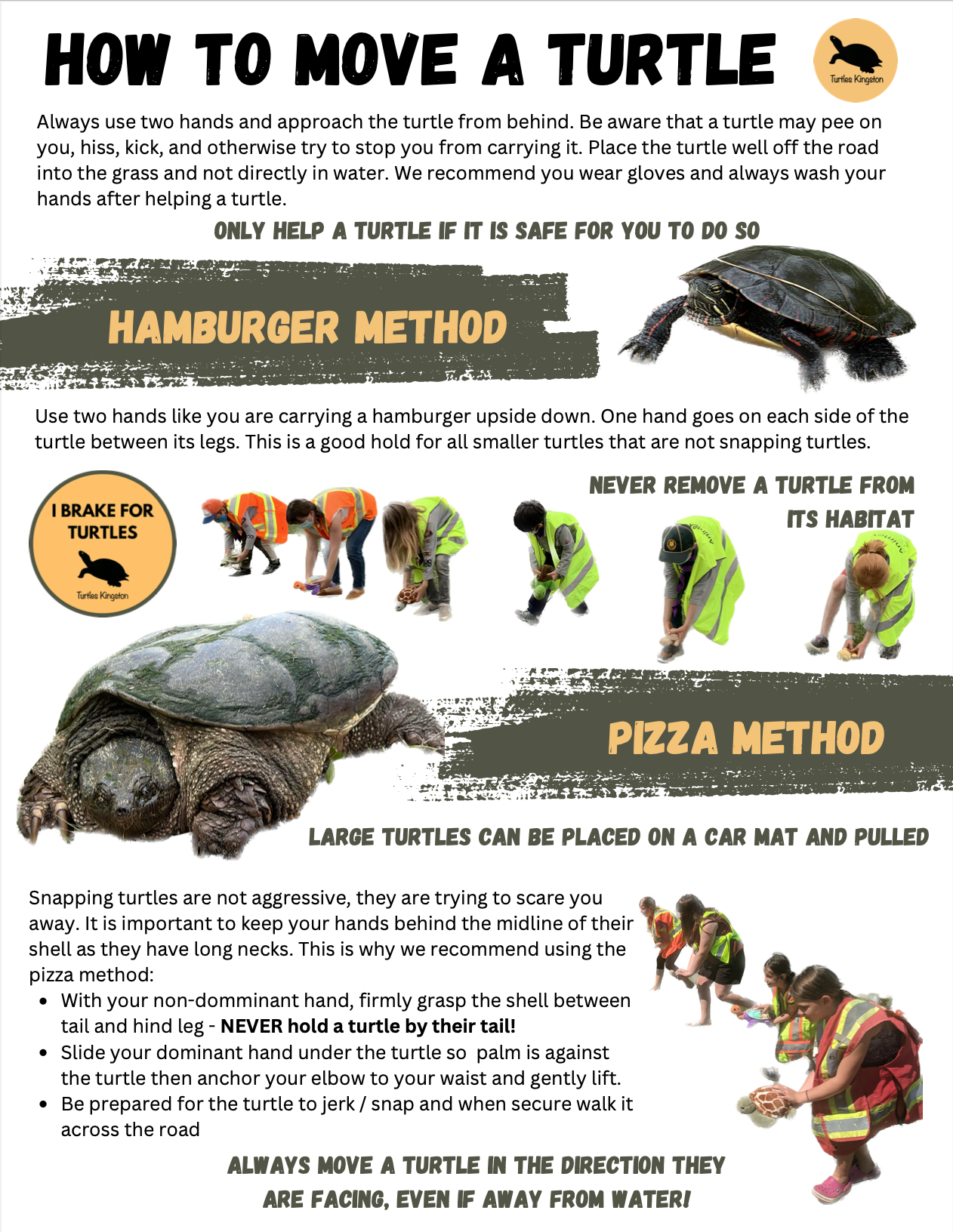 Moving a Turtle — Turtles Kingston