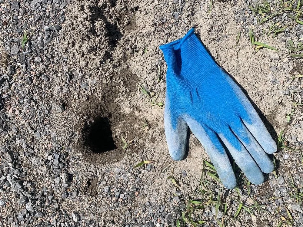 Everything you need to know about protecting turtle nests — Turtles ...