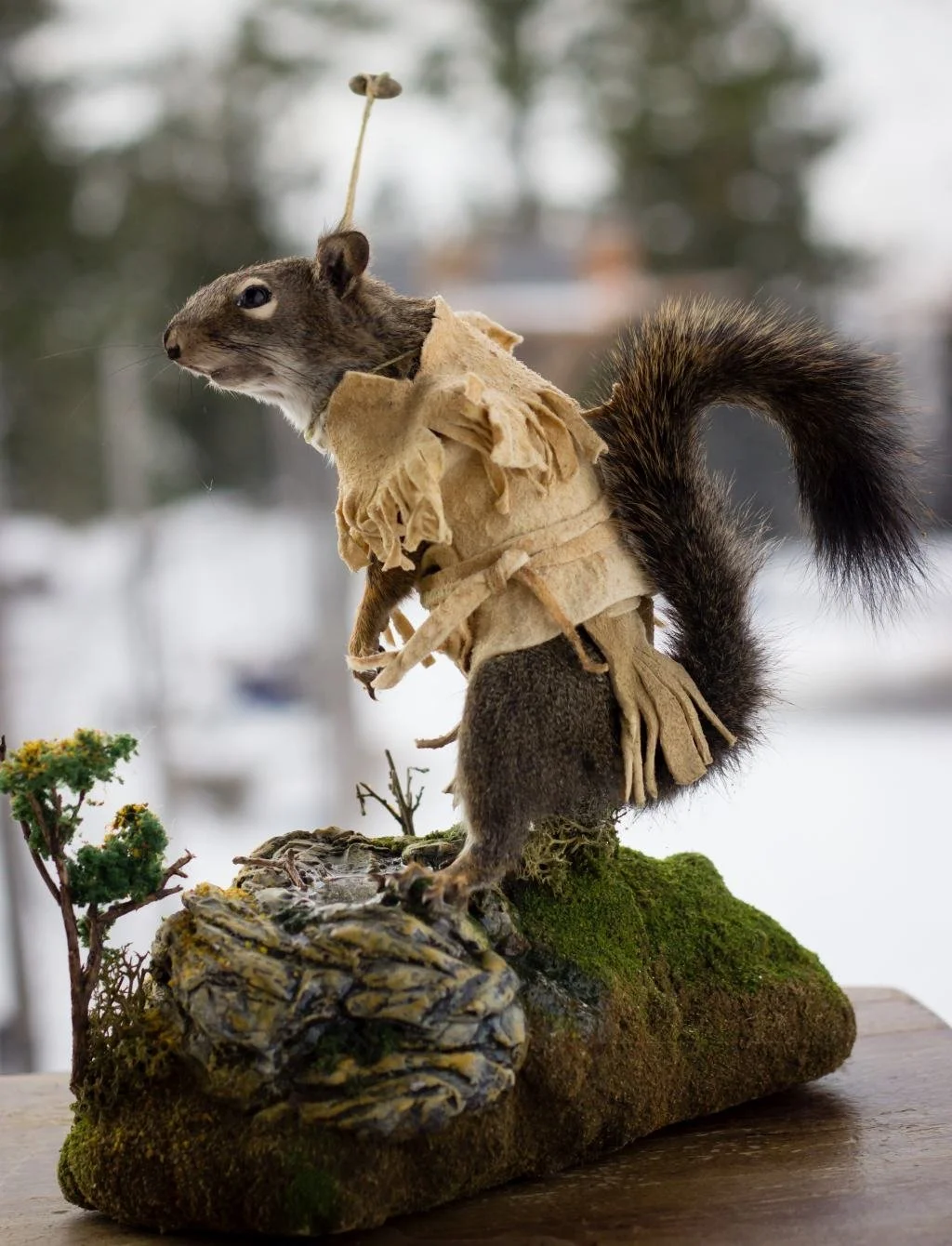 Shop — Squirrel Warriors