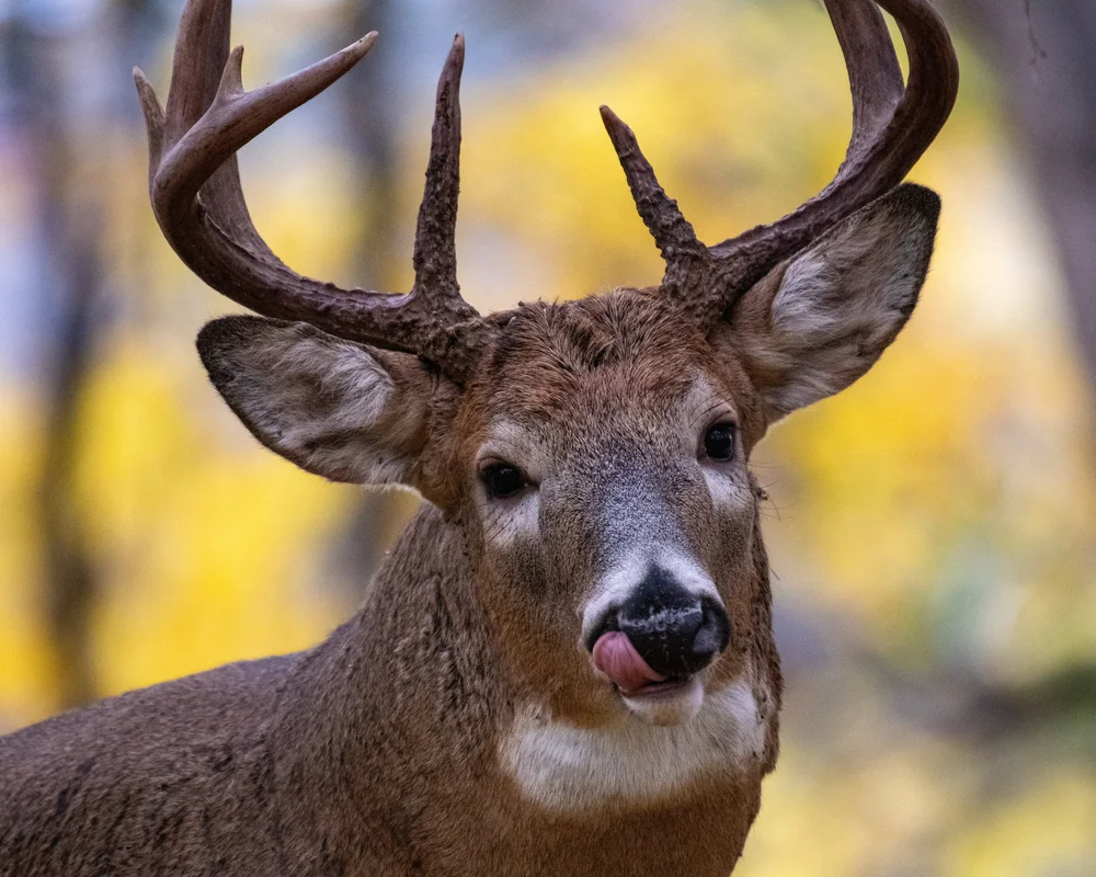 Understanding the Phases of the Whitetail Rut — Hunt. Learn. Share.