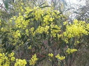 Native Plants — Fleurieu Environment Centre
