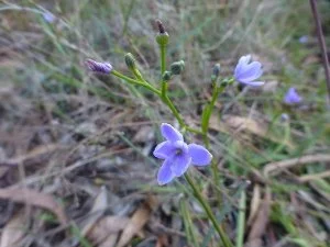 Boronia edwardsii — Fleurieu Environment Centre