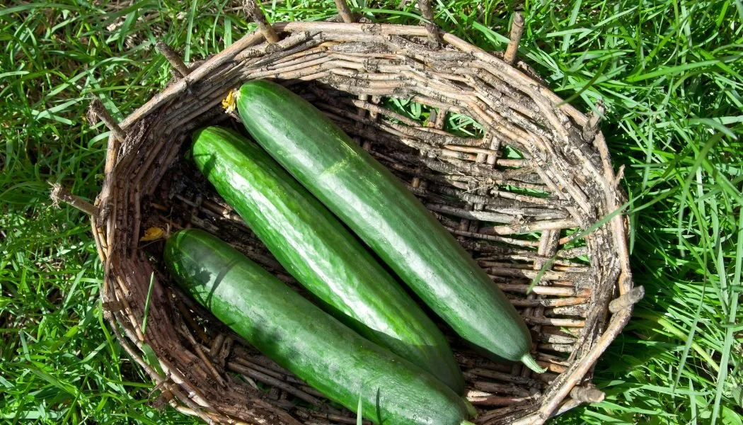 Spring Plant Sale — FARM ON 7TH