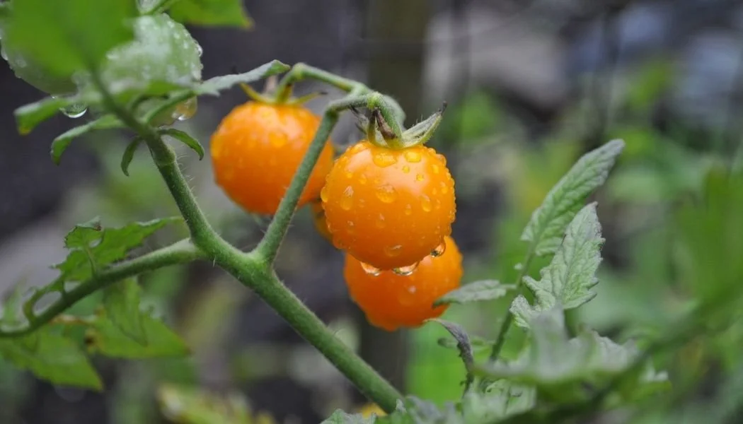 Spring Plant Sale — FARM ON 7TH