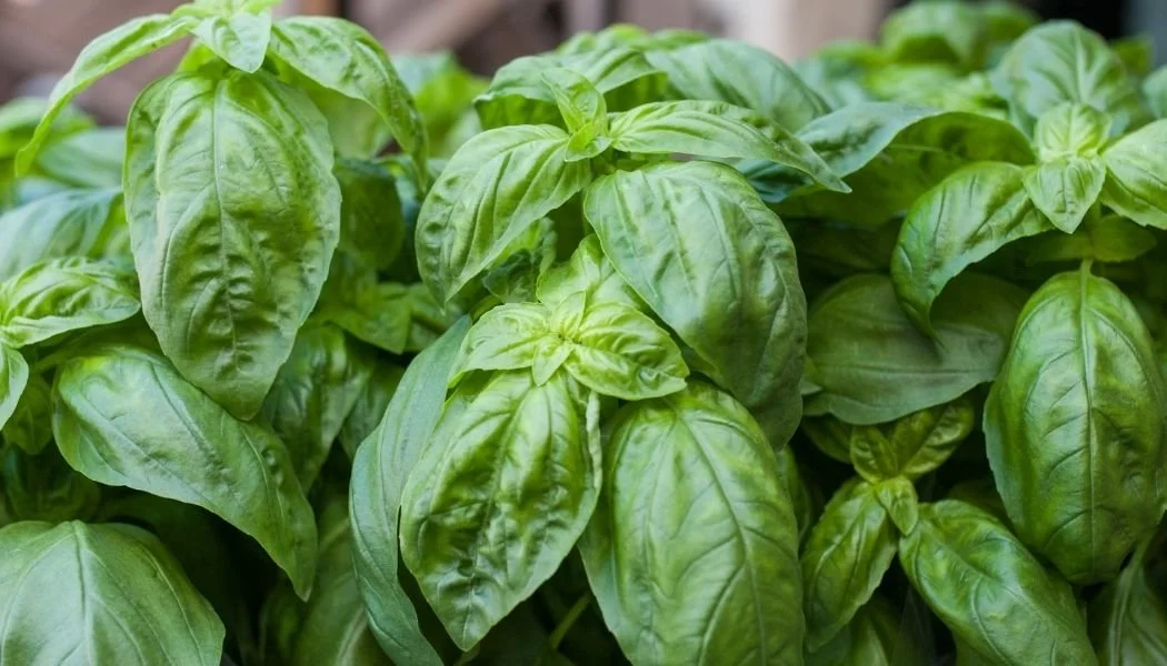 Spring Plant Sale — FARM ON 7TH