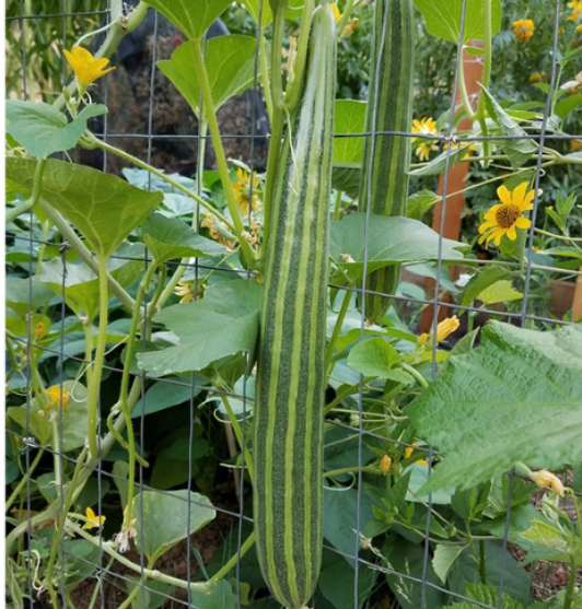 Spring Plant Sale — FARM ON 7TH