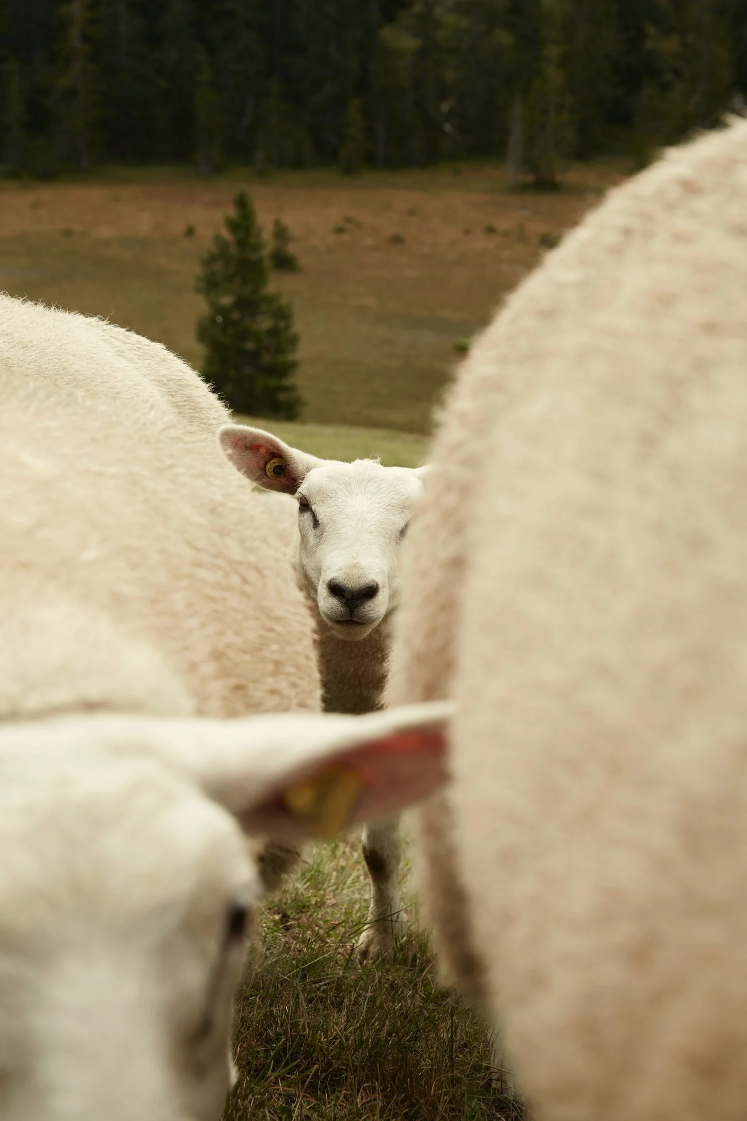 Swiss Sheep - Biodiversity | Sheepskin Switzerland - MARAI