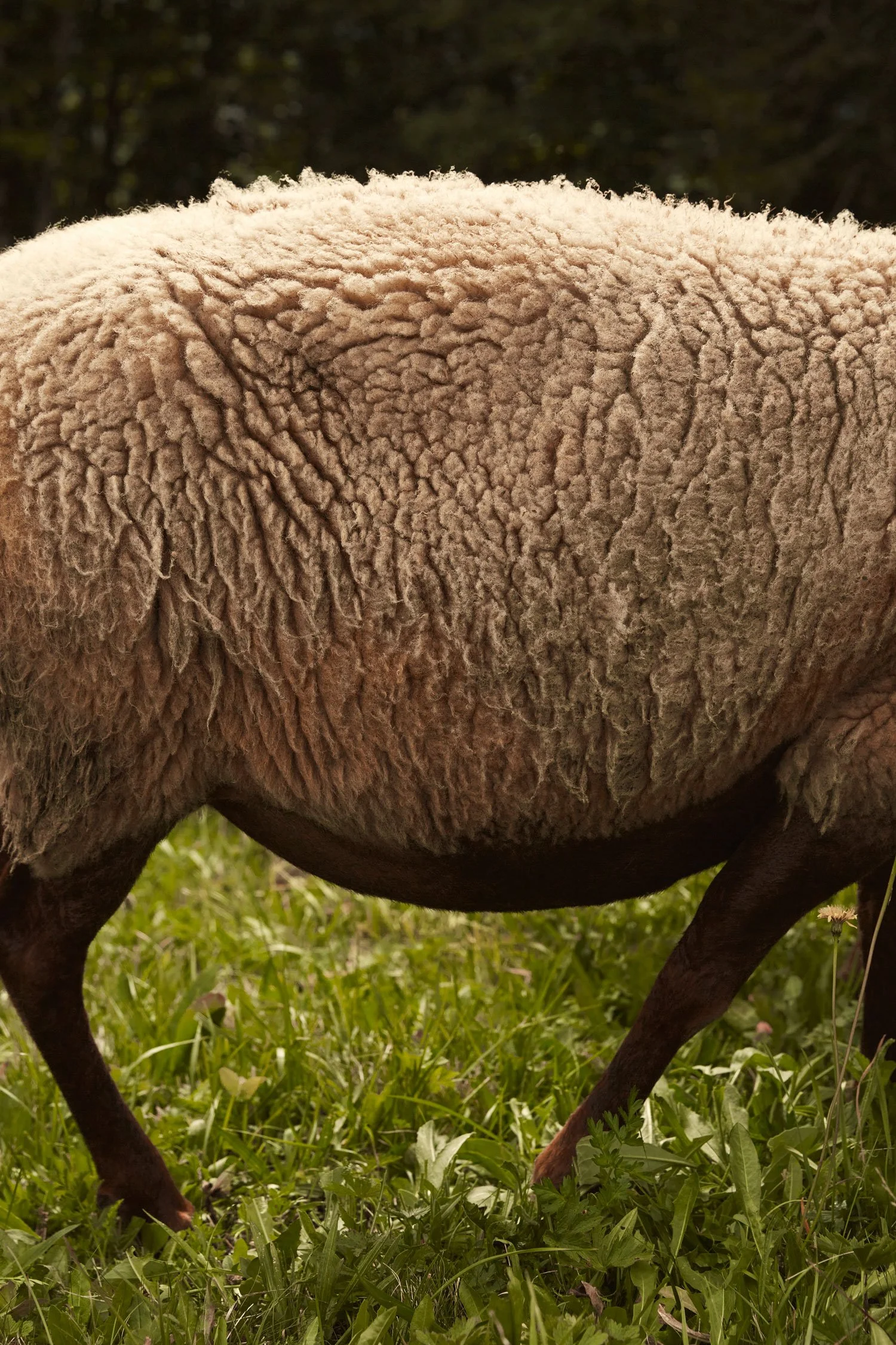 Swiss Sheep - Biodiversity | Sheepskin Switzerland - MARAI